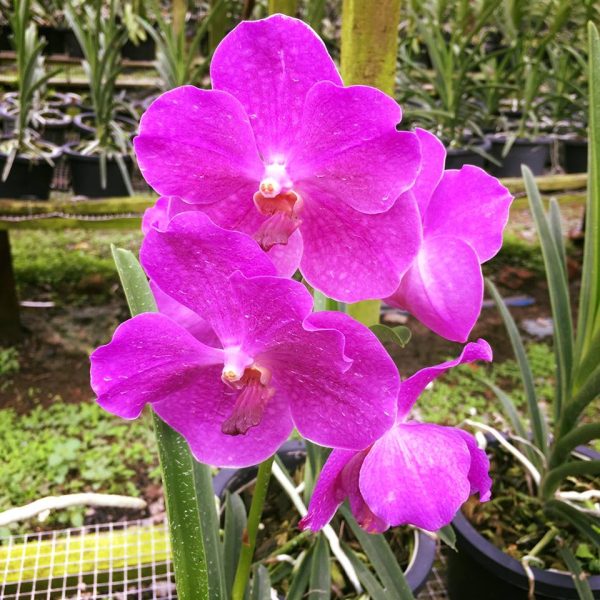 SG ORCHIDS - “Where Orchids Bloom with Purpose”