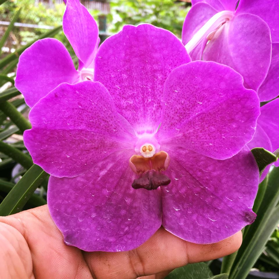 Papilionanda Kiat Tan - SG ORCHIDS