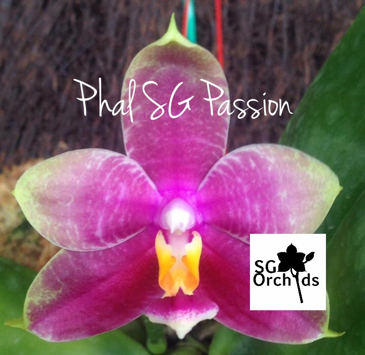 Singapore Hybrid Orchids - SG ORCHIDS